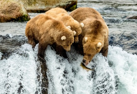 How Many Bears Does Take Pictured Editorial Stock Photo - Stock Image ...