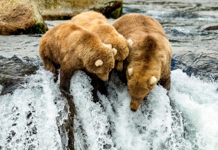 How Many Bears Does Take Pictured Editorial Stock Photo - Stock Image ...