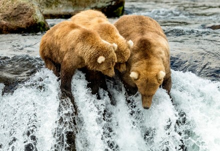 How Many Bears Does Take Pictured Editorial Stock Photo - Stock Image ...