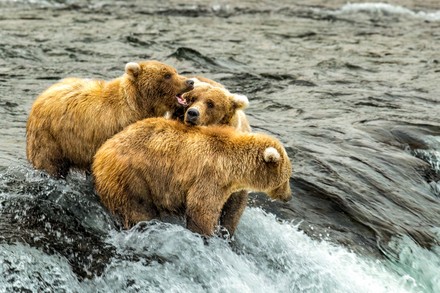How Many Bears Does Take Pictured Editorial Stock Photo - Stock Image ...