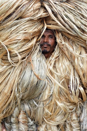 Pictured Jute Farmers Appear Have Long Editorial Stock Photo - Stock ...