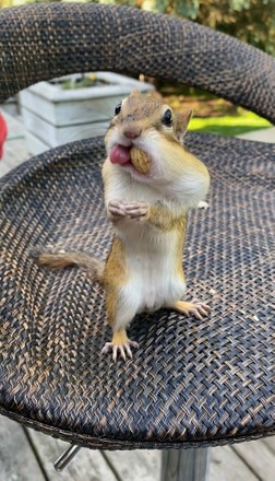 These Cheeky Chipmunks Stuff Their Faces Editorial Stock Photo - Stock ...