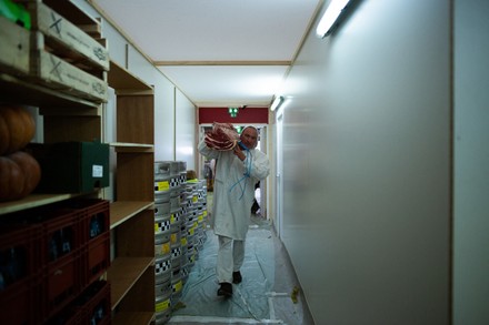 Butcher Getting Meat Off Truck During Editorial Stock Photo - Stock ...