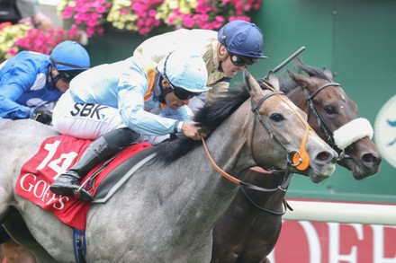 Shouldvebeenaring Nearside Sean Levey Win Goffs Editorial Stock Photo ...