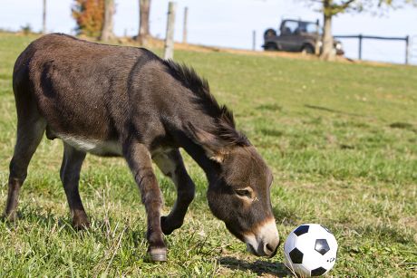 Hank the football playing donkey, Maryland, America - Mar 2011 Stock ...