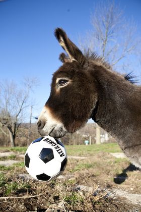 Hank Football Playing Donkey Editorial Stock Photo - Stock Image ...