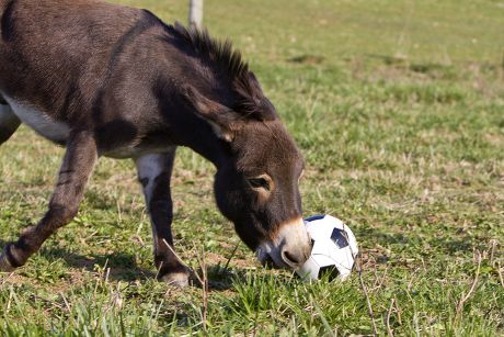Hank Football Playing Donkey Editorial Stock Photo - Stock Image ...