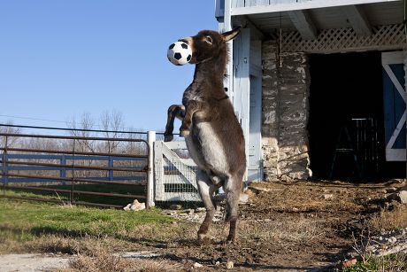 Hank Football Playing Donkey Editorial Stock Photo - Stock Image ...