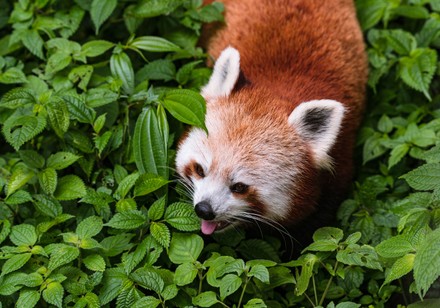 Red Panda Ailurus Fulgens Known Lesser Editorial Stock Photo - Stock ...