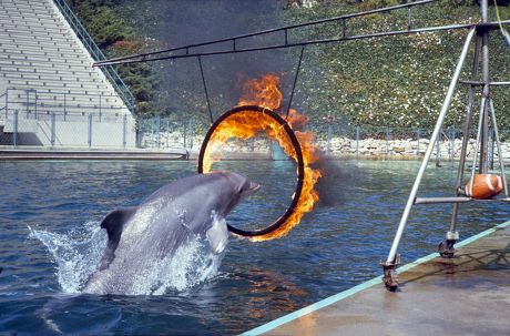 Dolphin Jumping Through Ring Fire Editorial Stock Photo - Stock Image ...