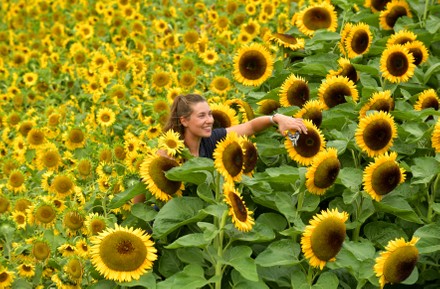 54 Sunnyfields Stock Pictures, Editorial Images and Stock Photos ...