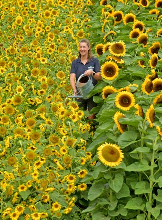 Sunflowers Display Brightens South Coast Display Editorial Stock Photo ...
