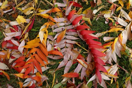 Leaf Staghorn Sumac Rhus Typhina Autumn Editorial Stock Photo - Stock ...
