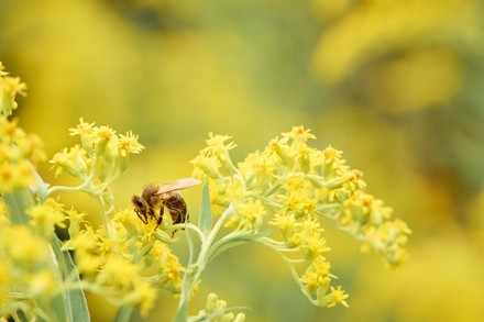 750 Western honey bees Stock Pictures, Editorial Images and Stock ...