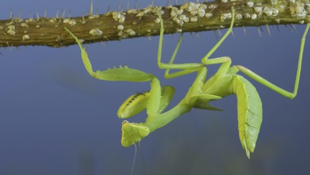 10 African bush mantis Stock Pictures, Editorial Images and Stock ...