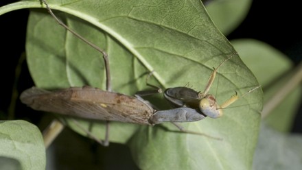 10 African bush mantis Stock Pictures, Editorial Images and Stock ...