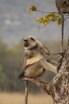 Gray Langur Semnopithecus Entellus Monkey Adult Editorial Stock Photo ...