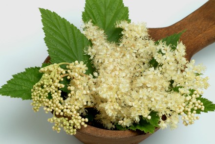 Meadowsweet Filipendula Ulmaria Medicinal Plant Editorial Stock Photo ...