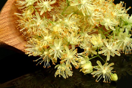 1,000 Linden tree Stock Pictures, Editorial Images and Stock Photos ...