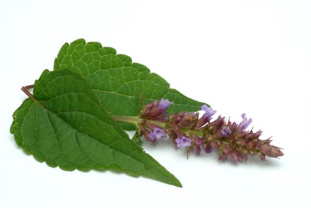 9 Chinese patchouli Stock Pictures, Editorial Images and Stock Photos ...