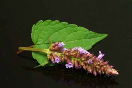 9 Chinese patchouli Stock Pictures, Editorial Images and Stock Photos ...