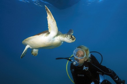 250 Female sea turtle Stock Pictures, Editorial Images and Stock Photos ...