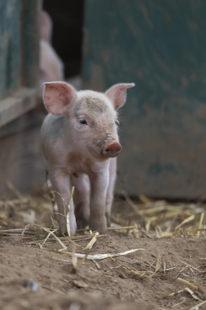 Pig Sus Domesticus Juvenile Piglet Standing Editorial Stock Photo ...