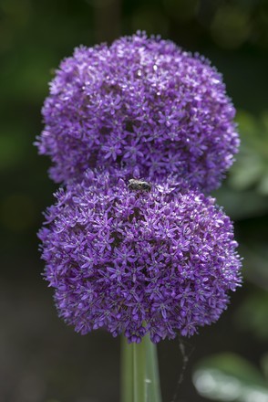 Ornamental Garlic Flowers Allium Bavaria Germany Editorial Stock Photo ...