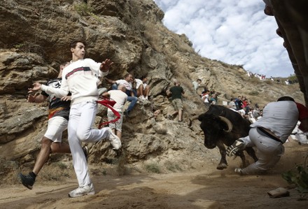 Running Bulls Called El Pilon During Editorial Stock Photo - Stock ...