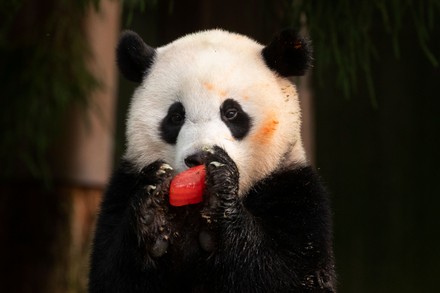 __COUNT__ Giant panda cub Xiao Qi Ji turns two at Smithsonian National ...