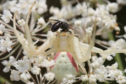 500 Spider crab Stock Pictures, Editorial Images and Stock Photos ...