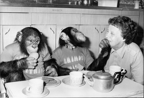 48 Trained chimpanzee Stock Pictures, Editorial Images and Stock Photos ...