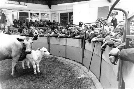 Cattle Auction Ring Paraded Past Buyers Editorial Stock Photo - Stock ...