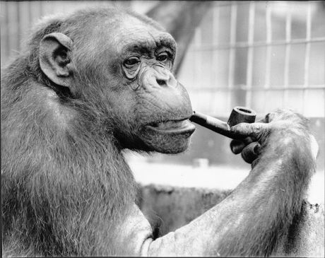 26 Chimpanzee smoking Stock Pictures, Editorial Images and Stock Photos ...