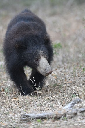 Female Ceylon Sloth Bear Melursus Ursinus Editorial Stock Photo - Stock ...