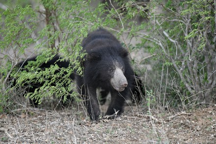 7 Female ceylon sloth bear Stock Pictures, Editorial Images and Stock ...