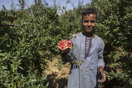 Egyptian Farmer Collects Pomegranate Fruits Albadari Editorial Stock ...