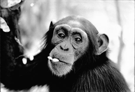 22 Chimp smoking Stock Pictures, Editorial Images and Stock Photos ...