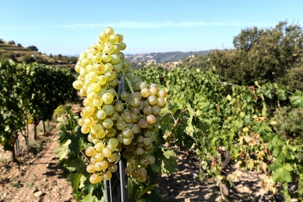 France Nice Weather Grape - 23 Aug 2022 Stock Pictures, Editorial ...