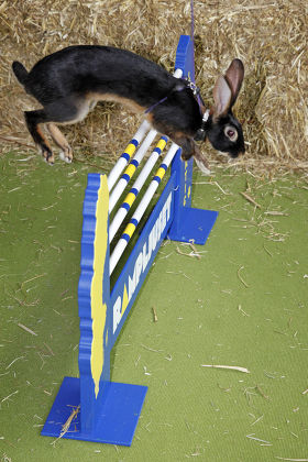 Rabbits Showjumping Rabbit Jumping Competition London Editorial Stock ...