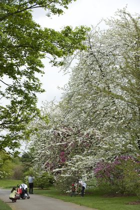 Cherry Blossom Special Kew Gardens Nadia Editorial Stock Photo - Stock ...