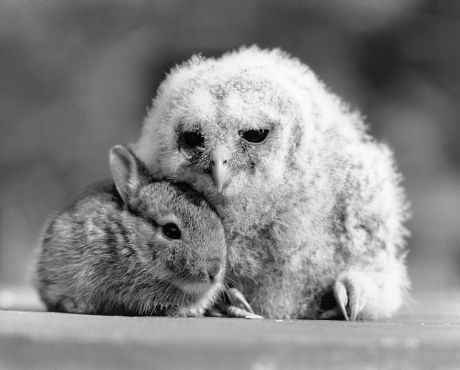 Strange Friends Rabbit Owl Editorial Stock Photo - Stock Image ...