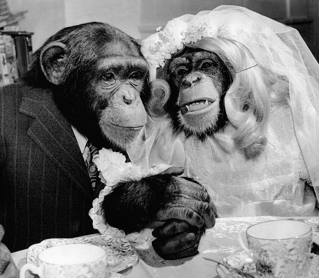 Chimpanzee Stars Pg Tips Television Adverts Editorial Stock Photo ...