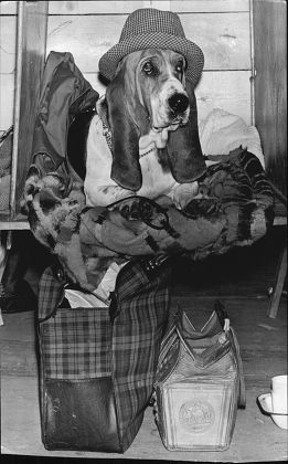 Basset Hound Bess Blaby Bess Owned Editorial Stock Photo - Stock Image ...
