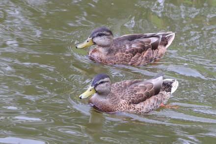 750 Mallard ducks Stock Pictures, Editorial Images and Stock Photos ...
