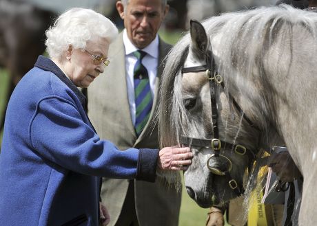 queen elizabeth ii animals Stock Photos (Exclusive) | Shutterstock
