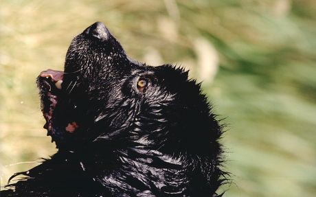 Newfoundland Dog On Lifeguard Duty 1995 Editorial Stock Photo - Stock ...