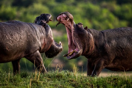 Two Giant Hippopotamus Open Their Huge Editorial Stock Photo - Stock ...