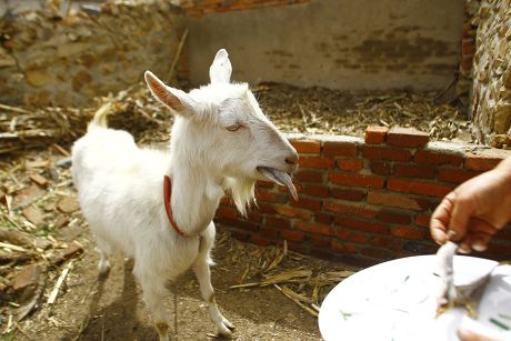 Meat Loving Goat Eats Dried Fish Editorial Stock Photo - Stock Image ...