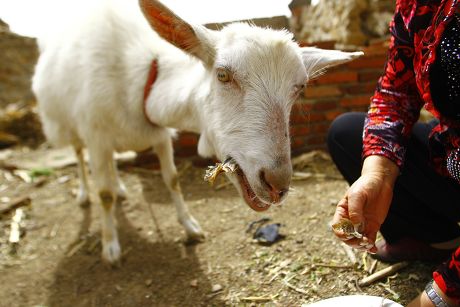 Meat Loving Goat Eats Dried Fish Editorial Stock Photo - Stock Image ...
